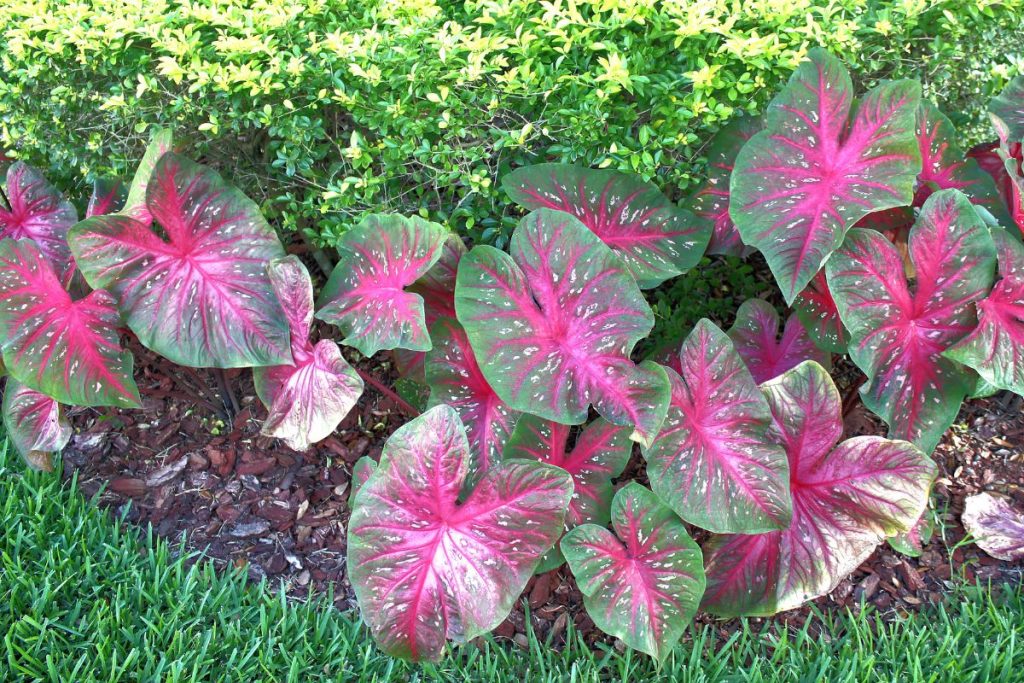 Como cultivar Caladium? Dicas simples para cultivar em vaso ou jardim ...