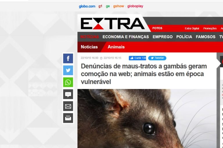Saiba como espantar gambá do forro de maneira rápida e sem precisar ...