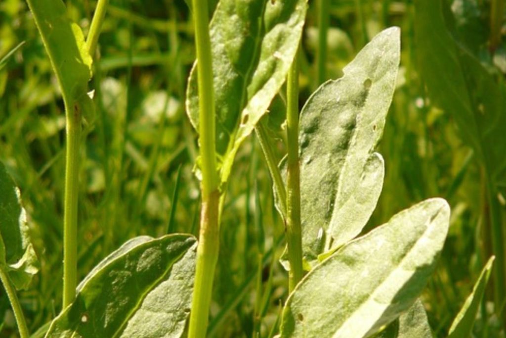 Azedinha na horta; guia completo de cultivo da espécie, não perca ...