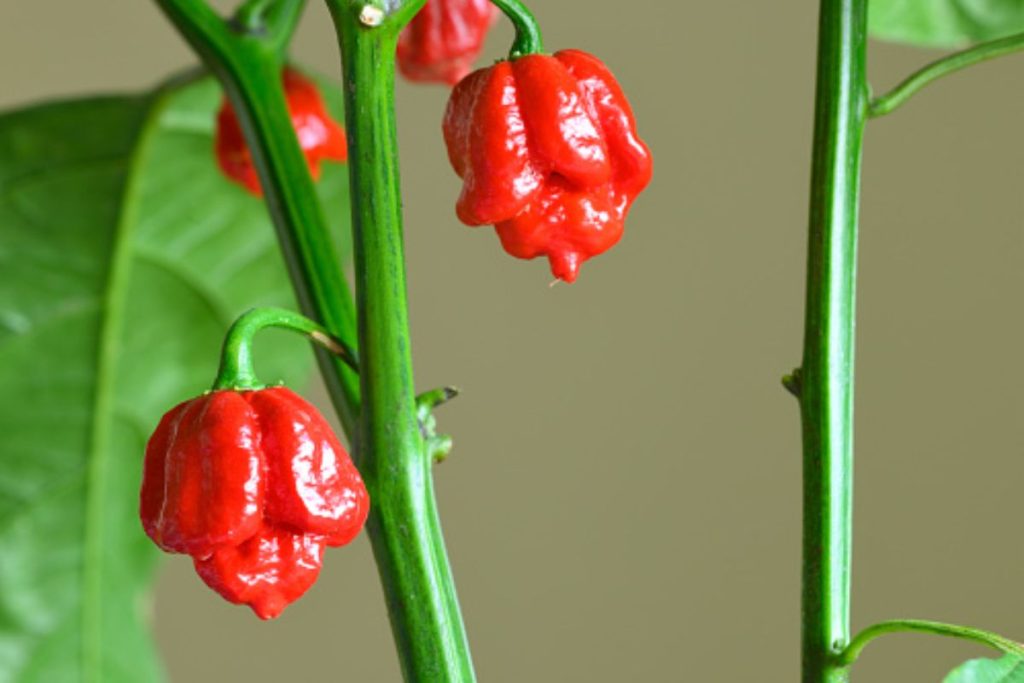 A Origem Da Pimenta Carolina Reaper – XRRAM