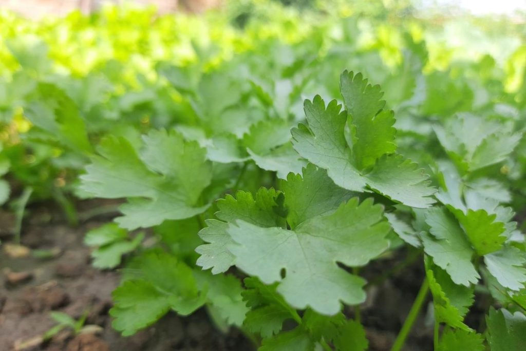 Coentro; confira o guia completo de cultivo da espécie aromática