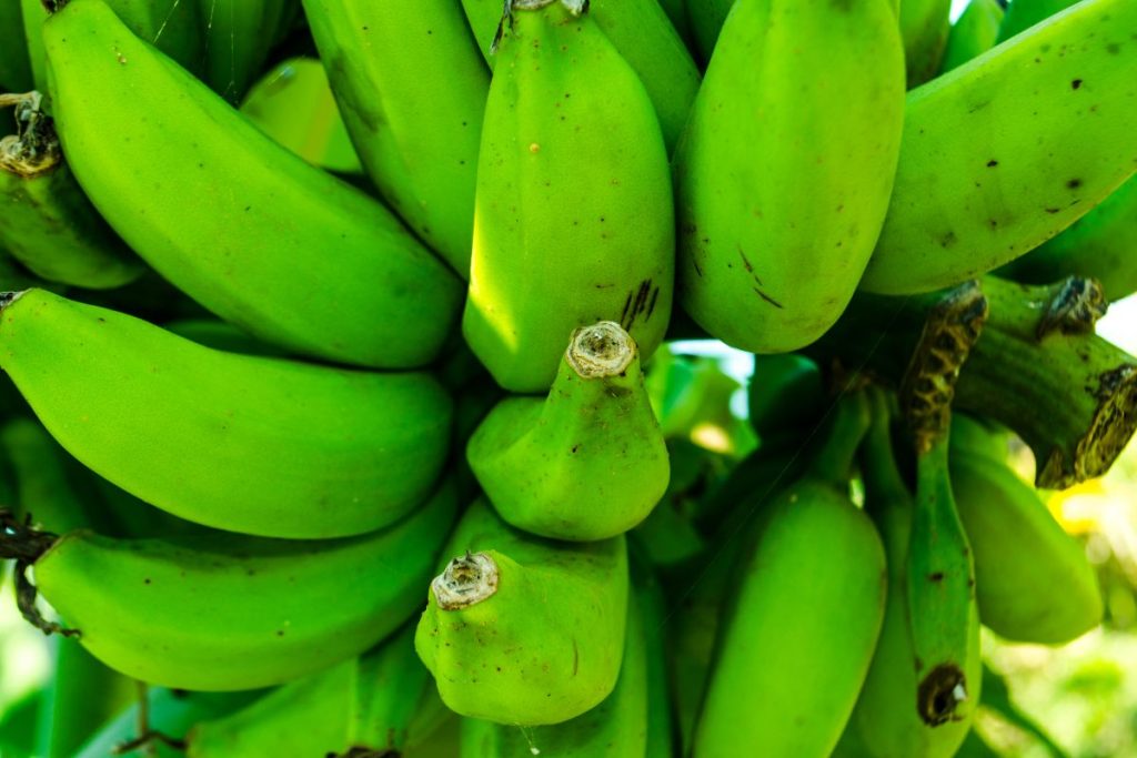 Não sabe como plantar banana-da-terra? Veja este guia completo - Portal ...