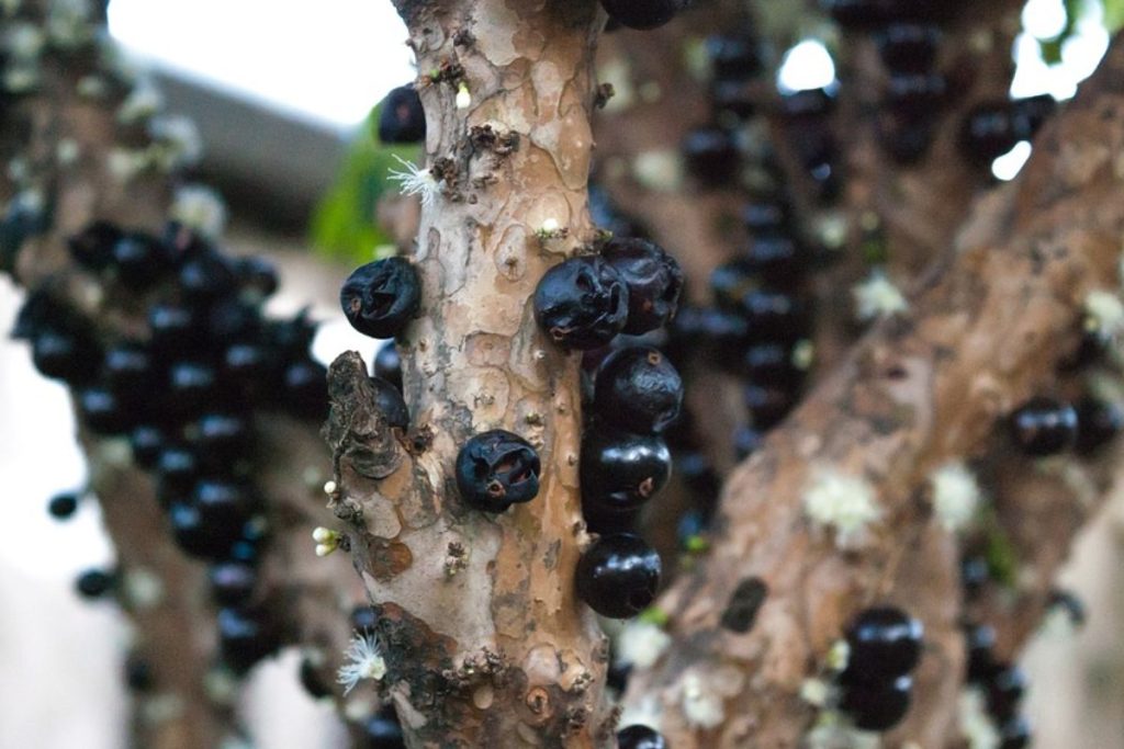 Jabuticaba em vasos; guia fácil de plantio da árvore frutífera em casa