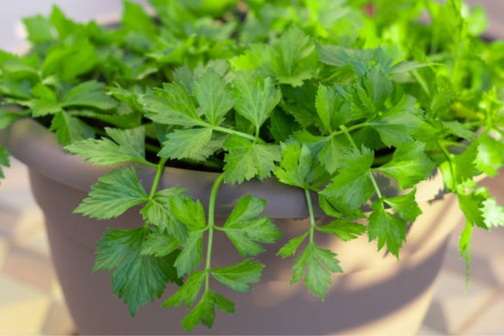 Passo a passo para plantar salsa em vasos; confira já esse guia