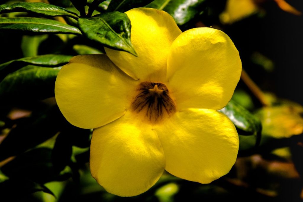 Alamanda: guia completo de cultivo da famosa trepadeira - Portal Atualizei