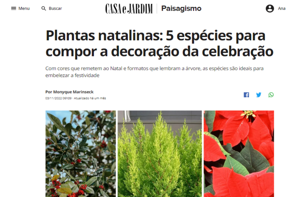 Conheça o azevinho e saiba como cultivar uma das mais clássicas plantas ...