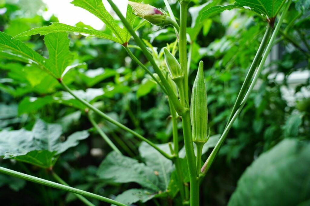 Aprenda como cultivar quiabo sem dificuldades; veja já o nosso guia ...